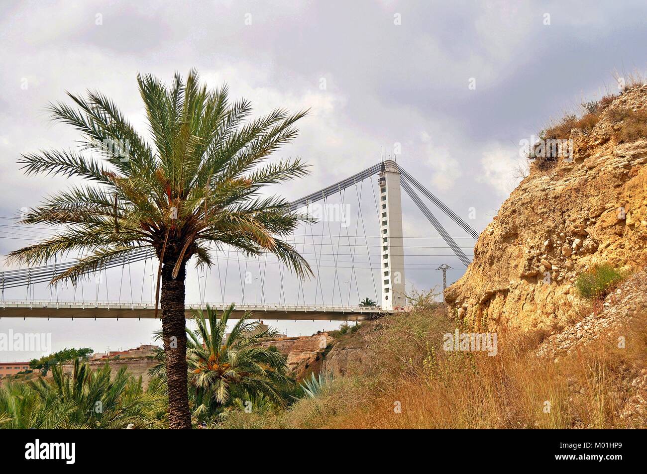 Bimillenari bridge and Palm tree view into the Vinalopo river ...