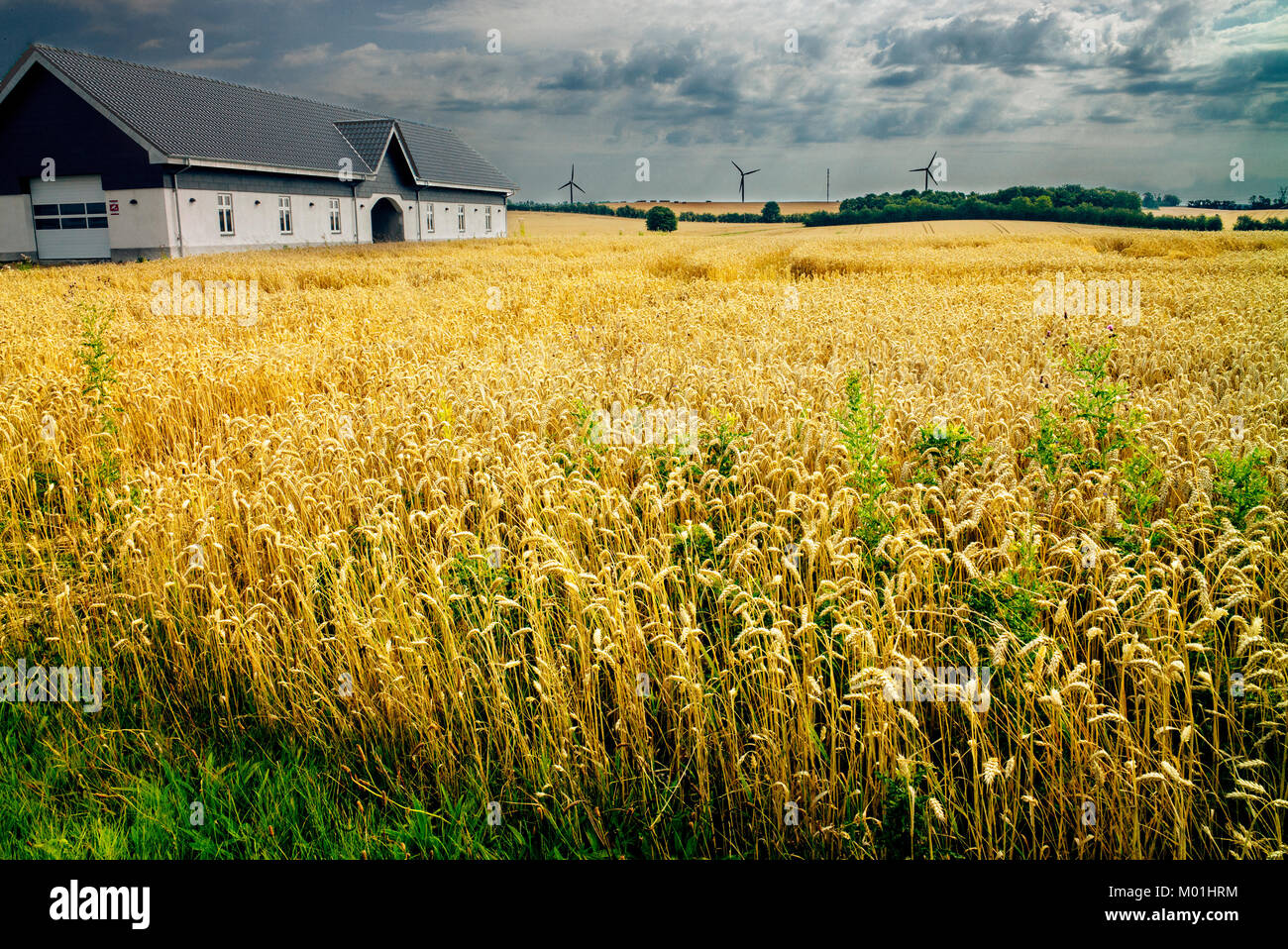 wheat field denmark Stock Photo - Alamy