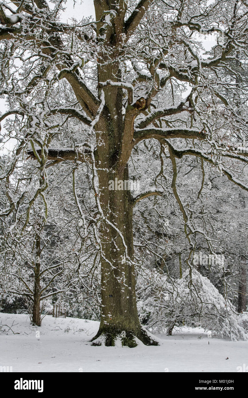 Quercus. Winter oak tree in the snow in the cotswold countryside ...