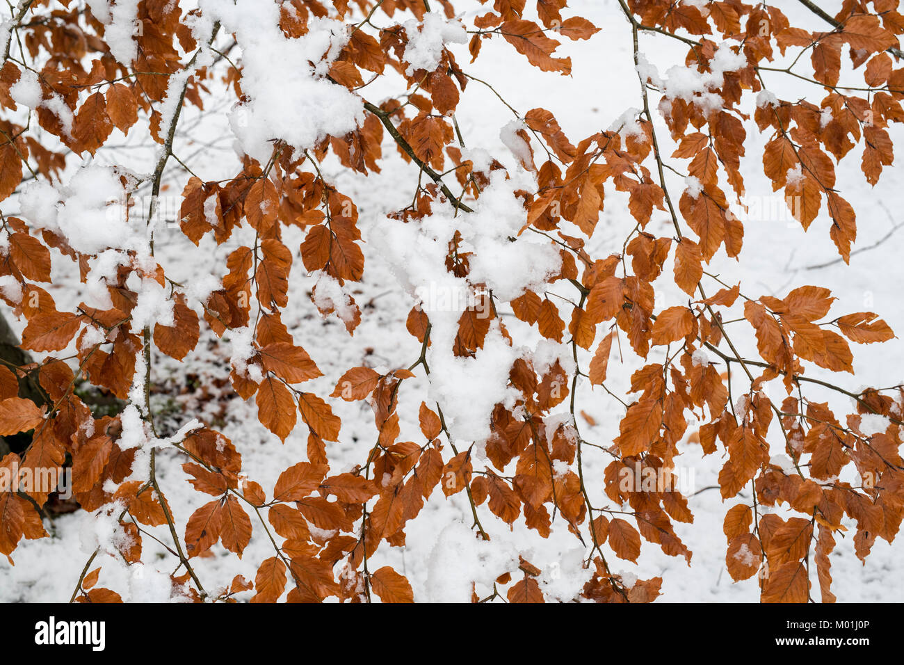 Weather beech hi-res stock photography and images - Alamy