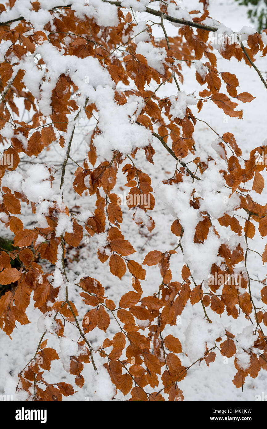 Beech tree in winter hi-res stock photography and images - Alamy