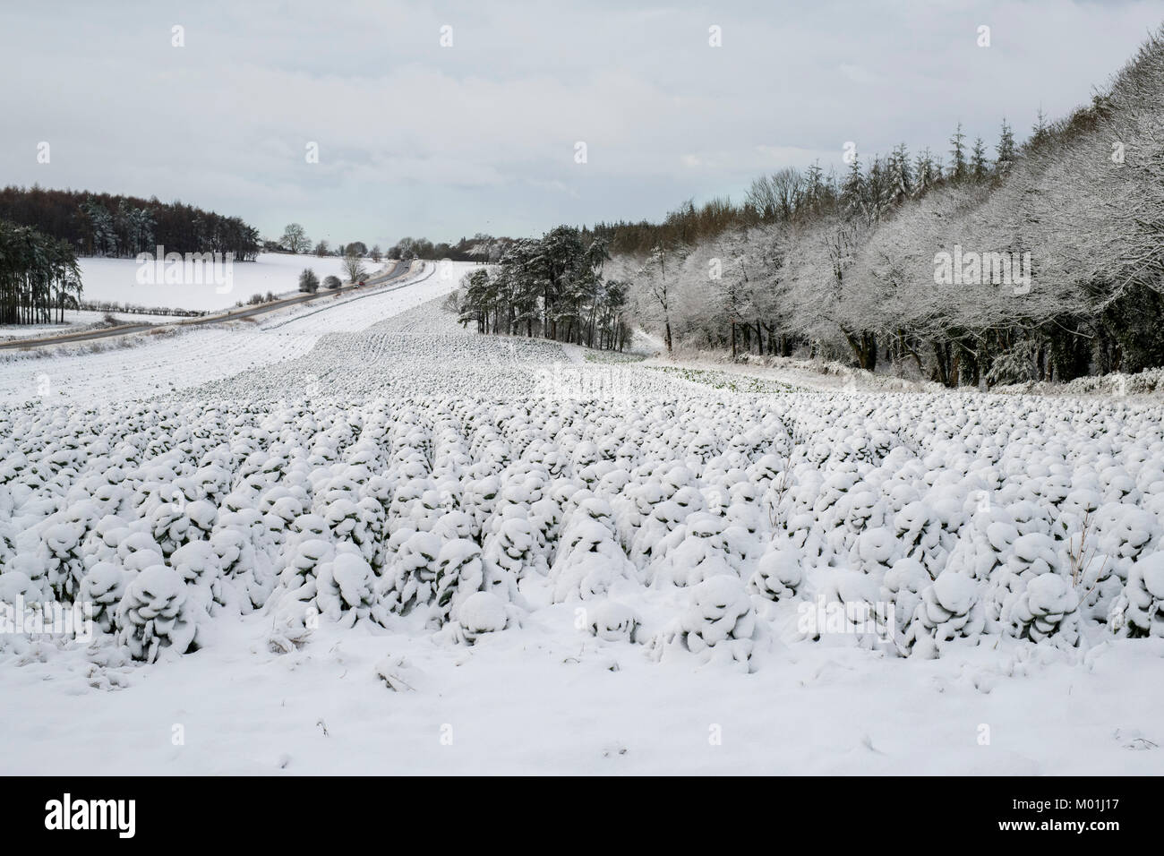 Sprout field snow uk hi-res stock photography and images - Alamy