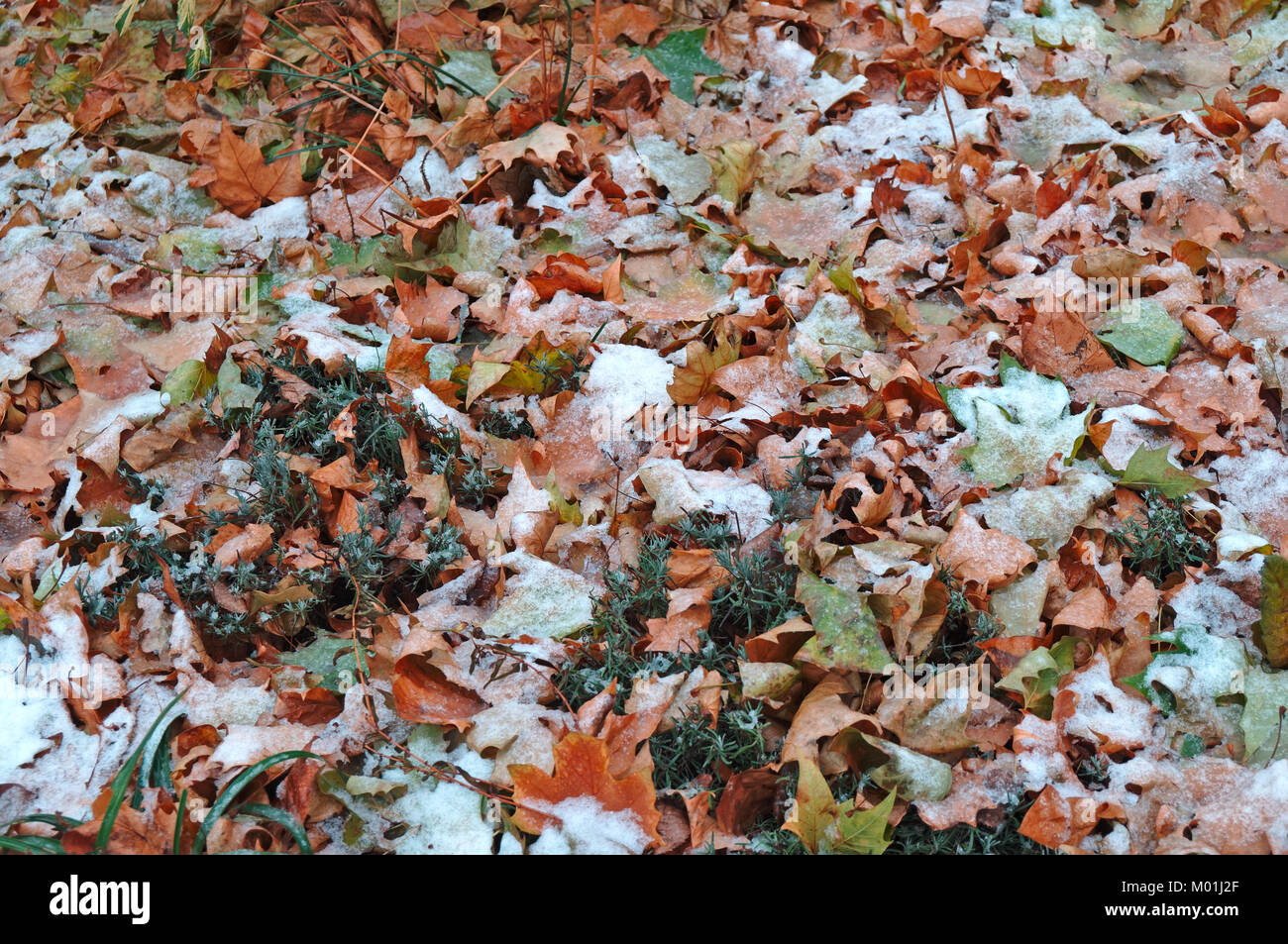 Fallen leaves snow hi-res stock photography and images - Alamy