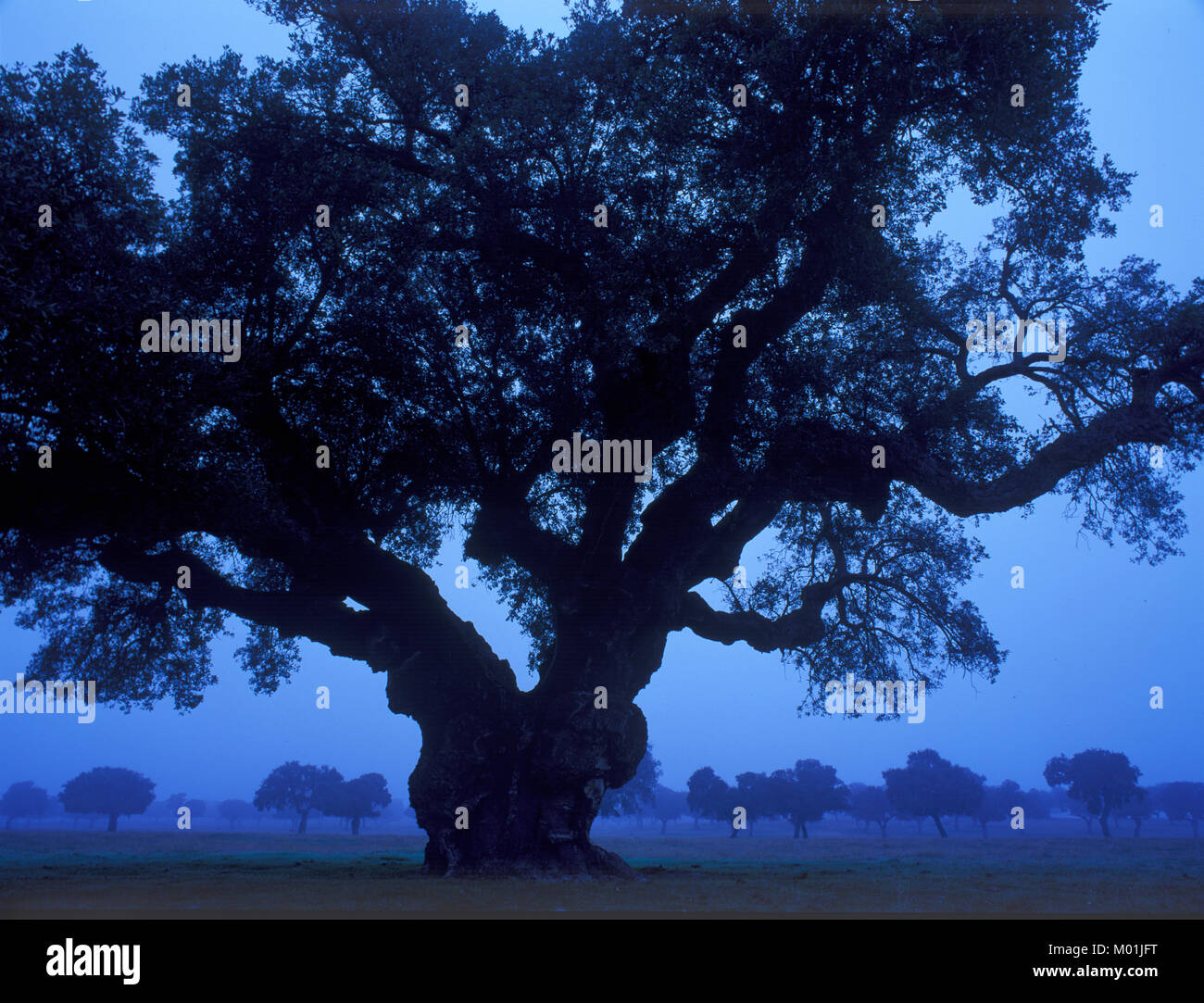 Cork oak in the meadow, Mediterranean forest, Spain, Europe Stock Photo ...