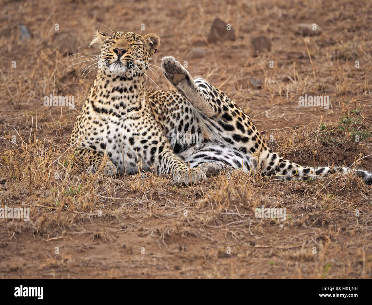 portrait of seated female leopard (Panthera pardus) eyes closed ...