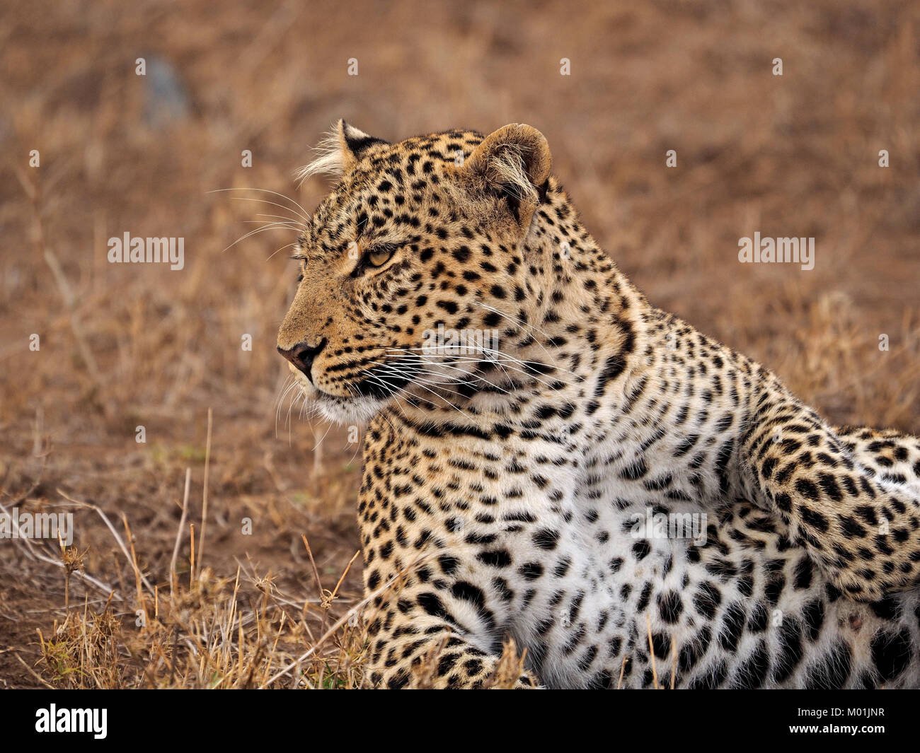portrait of seated female leopard (Panthera pardus) in good light in ...