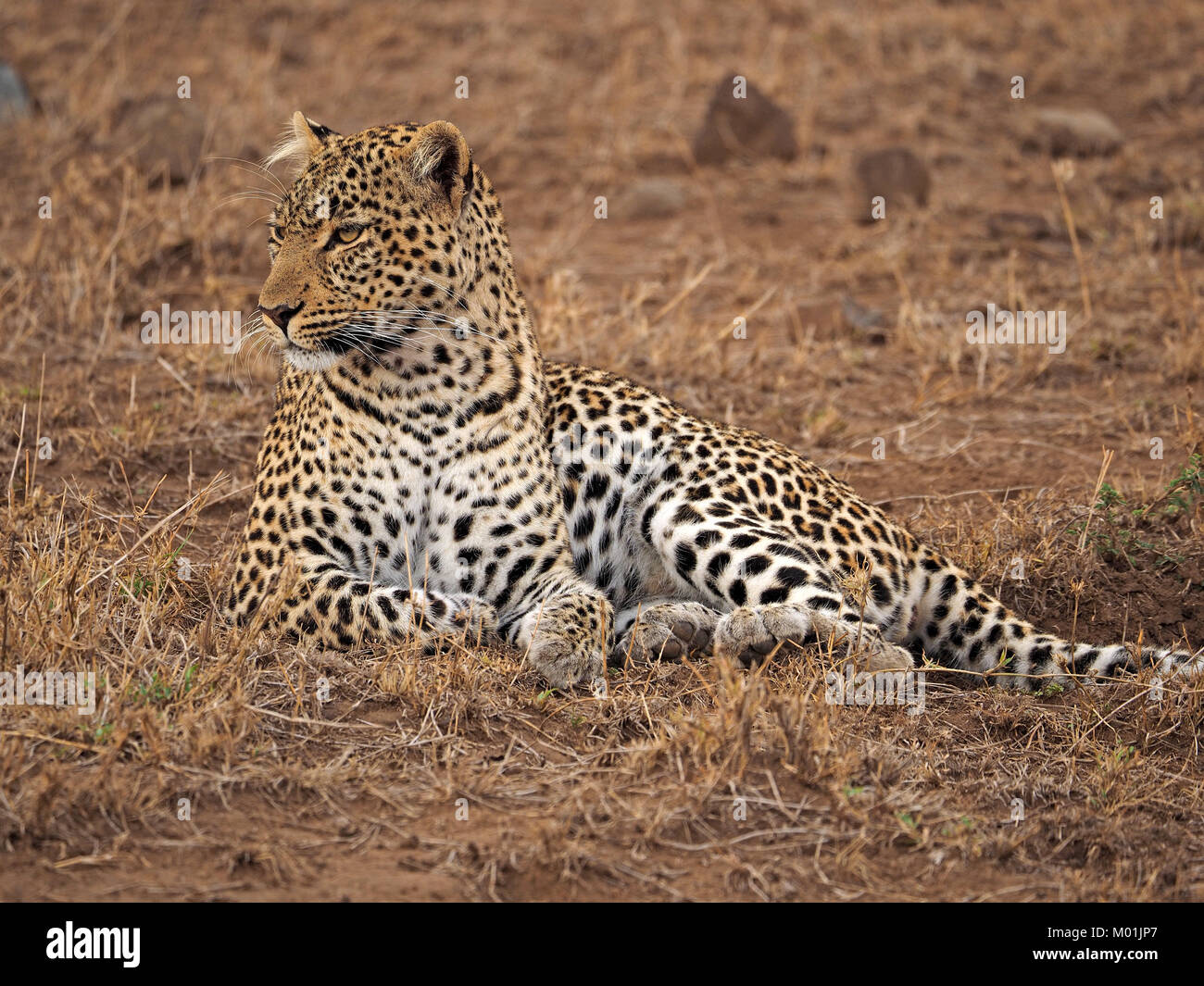 portrait of seated female leopard (Panthera pardus) in good light in ...