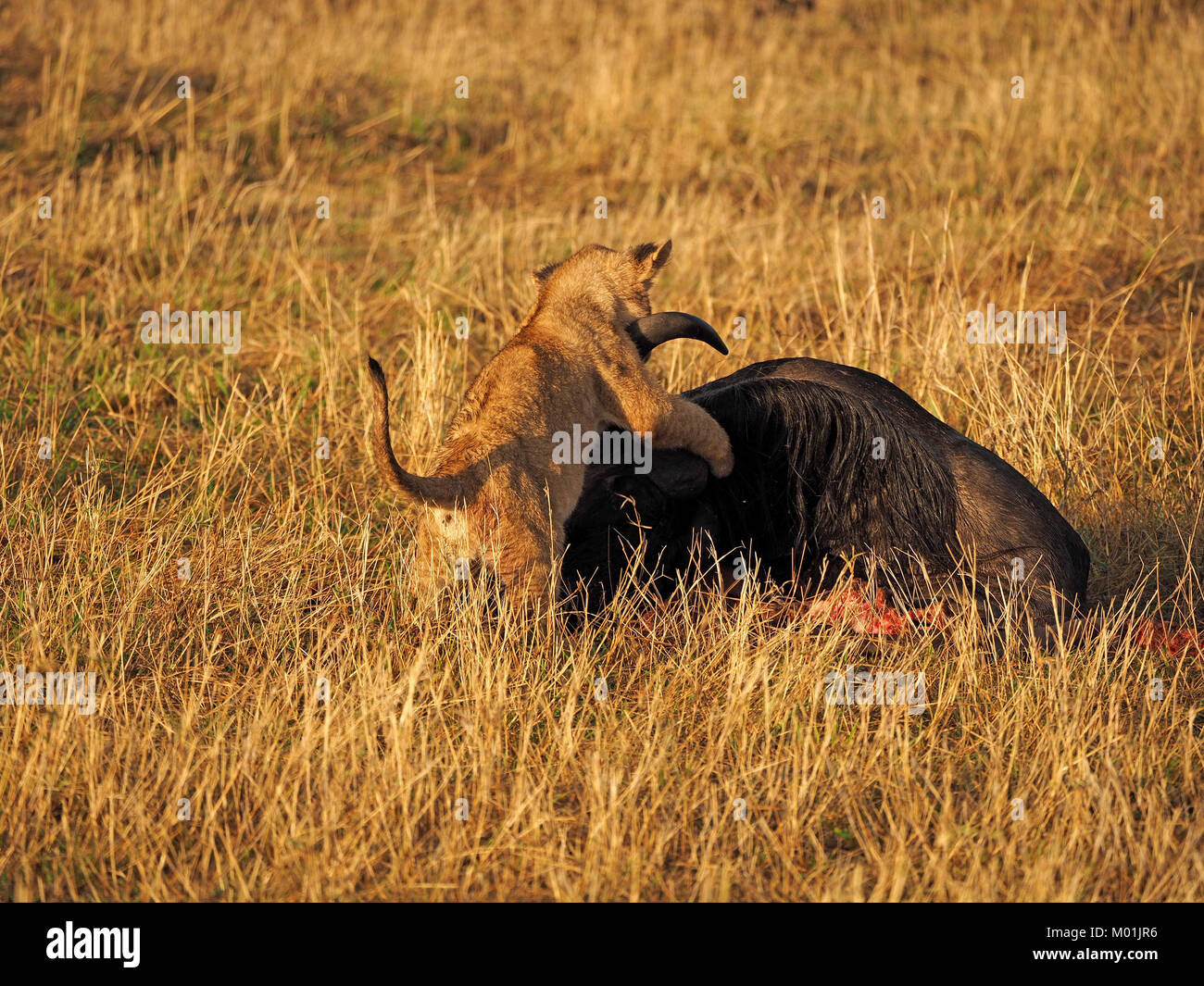 single lion cub learning skills for later life pounces on wildebeest ...
