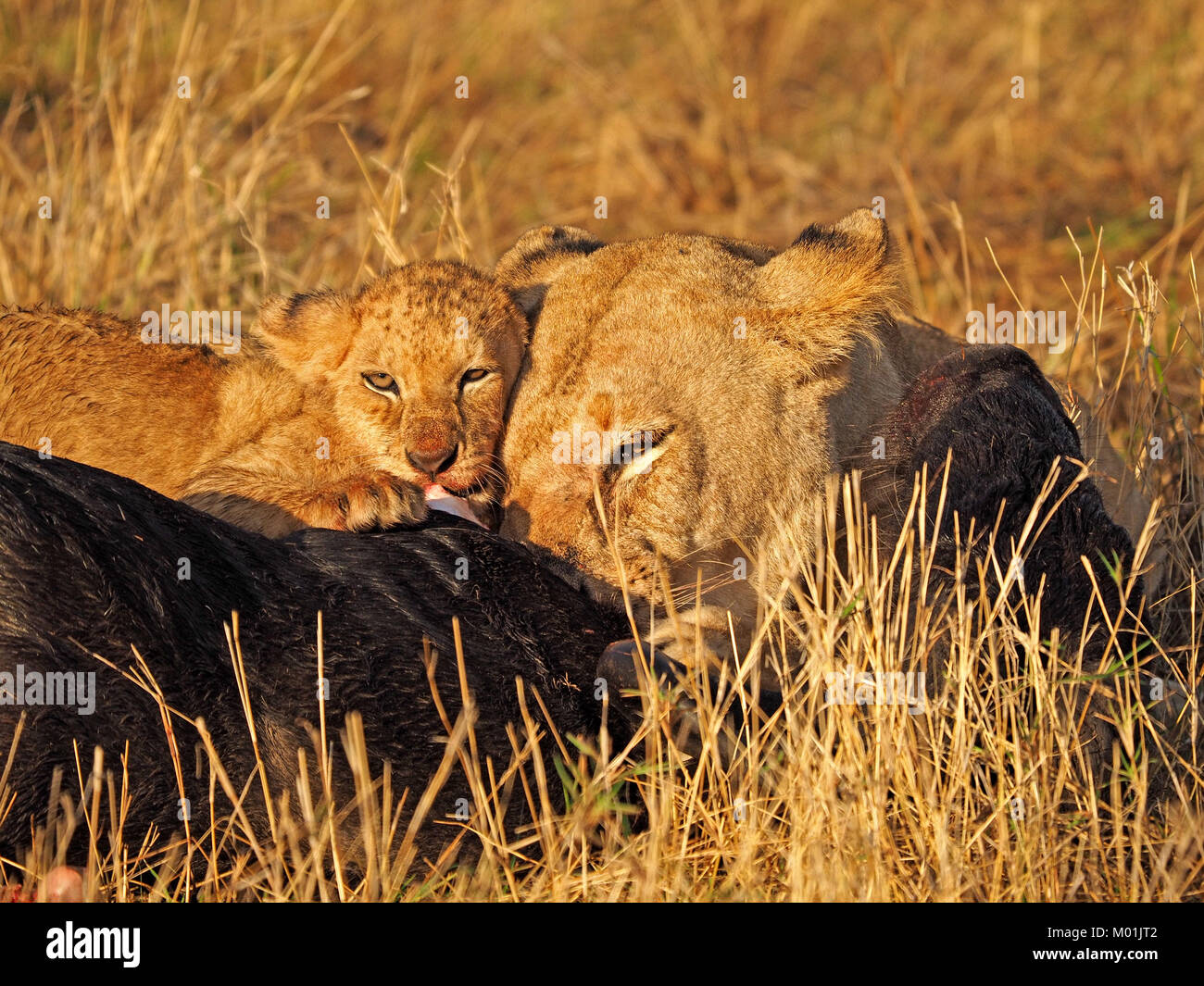 bright-eyed lion cub feeds on wildebeest carcase cheek by cheek with ...