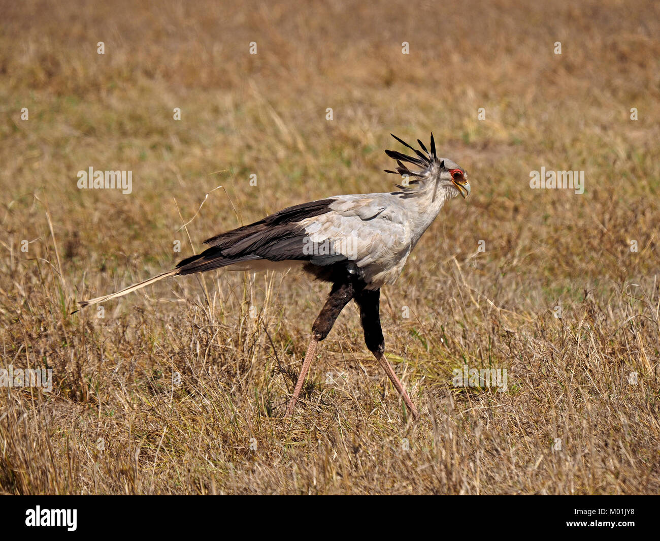 Stomp prey hi-res stock photography and images - Alamy