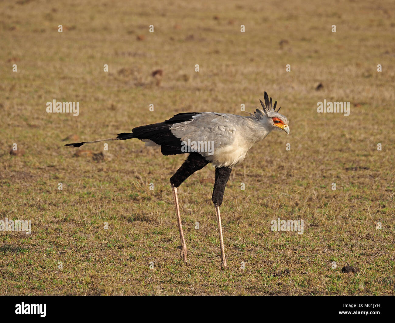 Stomp prey hi-res stock photography and images - Alamy