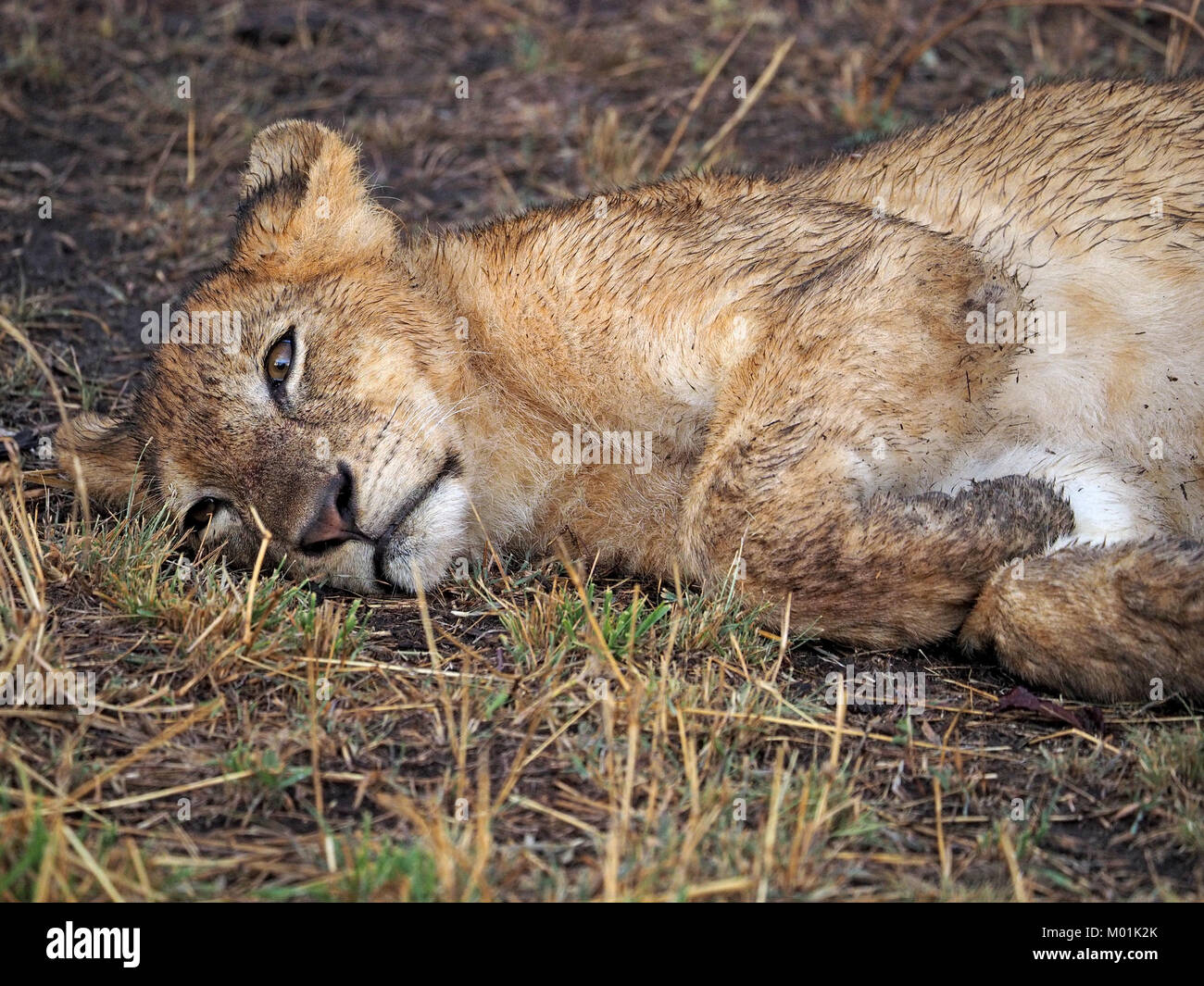 watchful single lion cub with muddy fur rests with paws crossed in ...