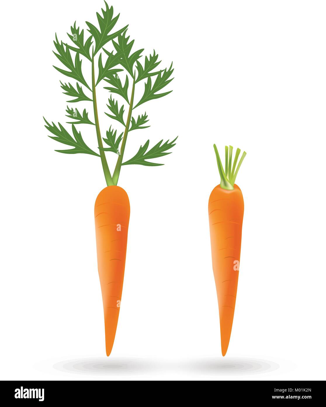 Two carrots on white background, vector Stock Vector Image & Art - Alamy
