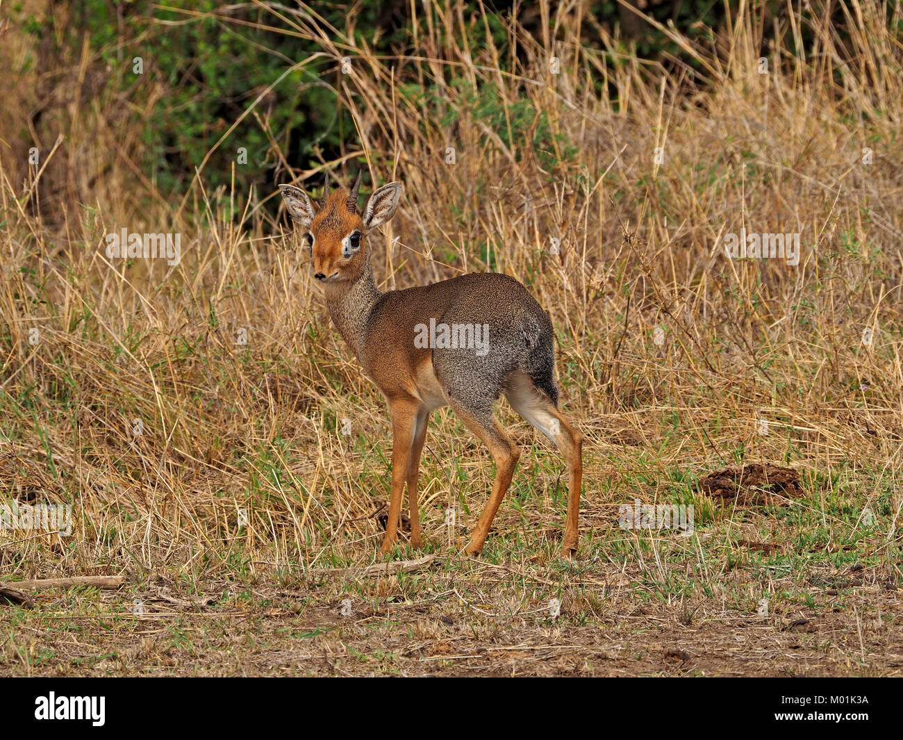 Male Kirk's dik-dik antelope (Madoqua kirkii) shows preorbital gland & hair tuft, blending with ...