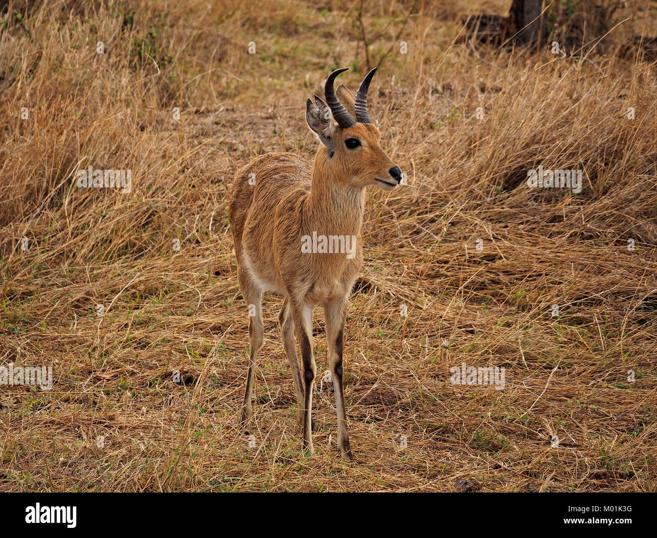 Redunca redunca wardi hi-res stock photography and images - Alamy