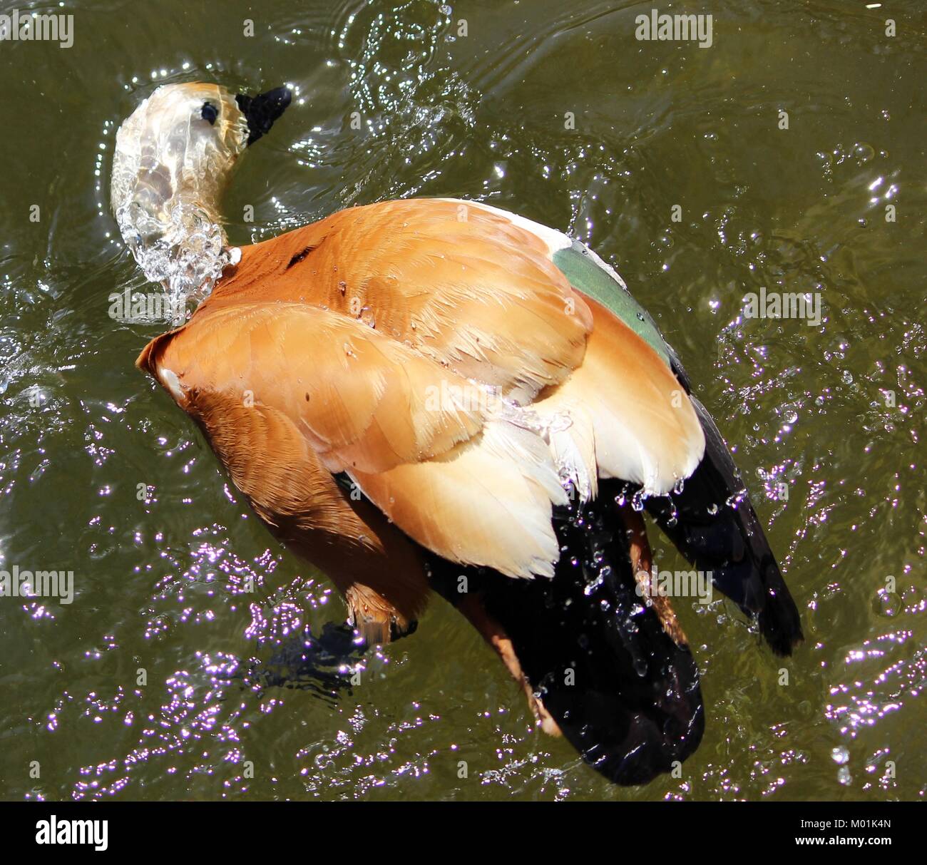 Aqua duck hi-res stock photography and images - Alamy