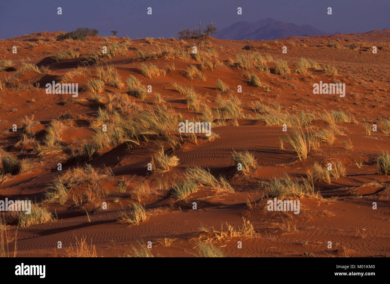 Namib desert, Namibia, Africa Stock Photo - Alamy