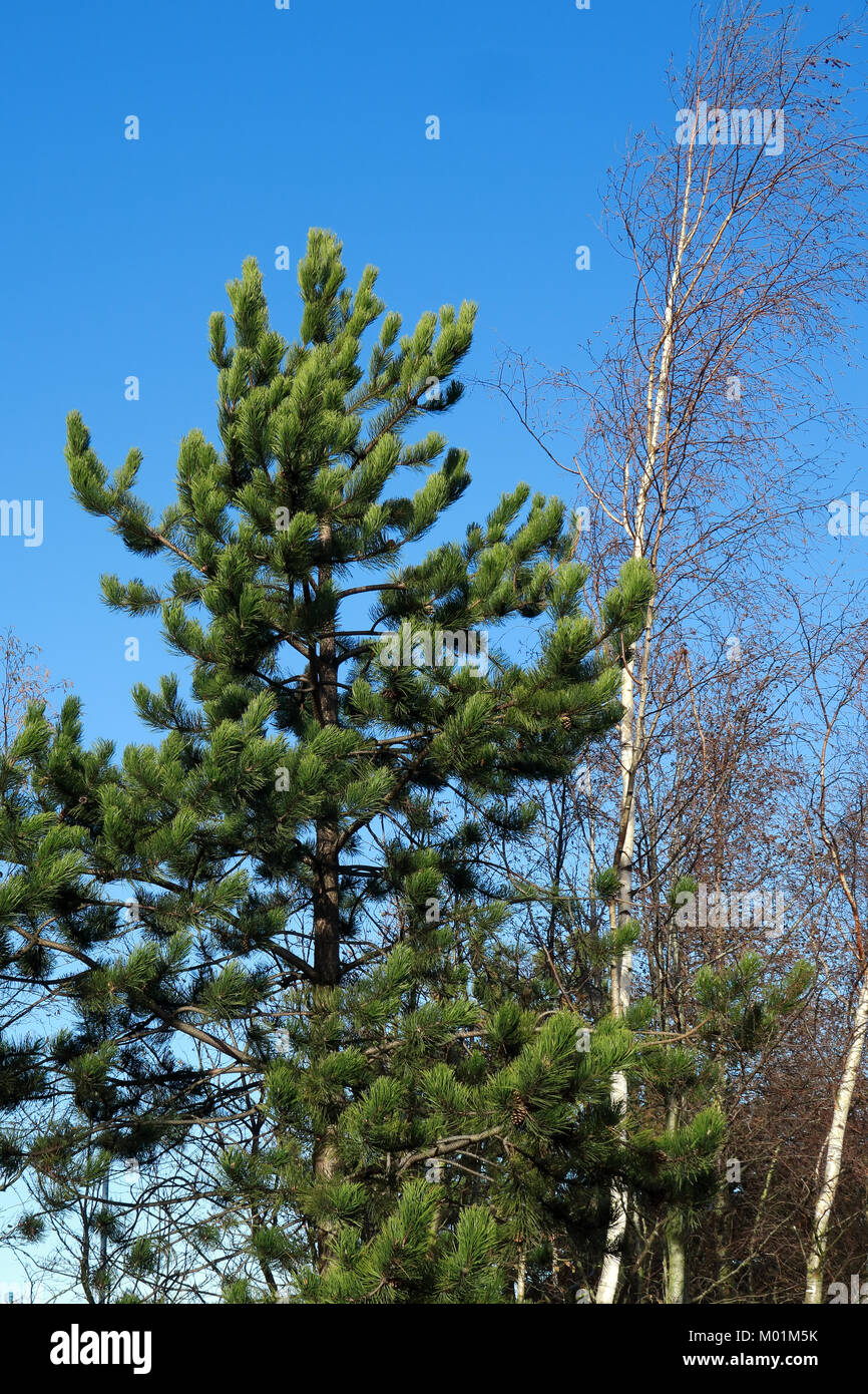 A woodland scene of pine trees and silver birch trees Stock Photo - Alamy