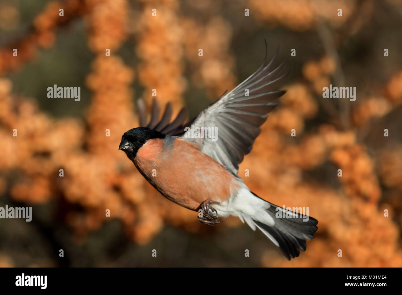Bullfinch in flight Stock Photo - Alamy