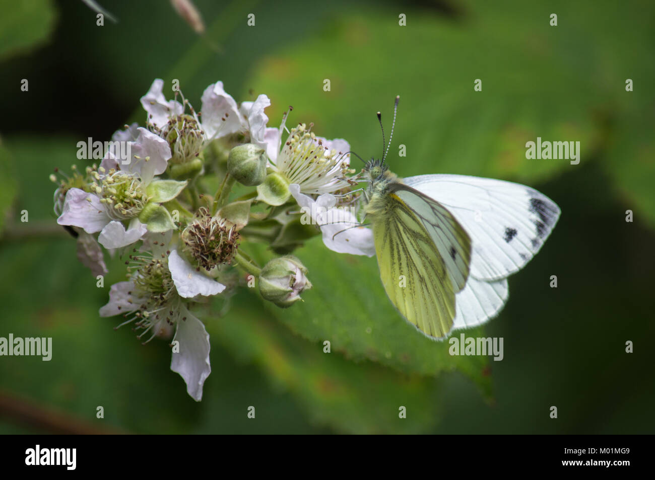 Green-veined white butterfly on bramble flower Stock Photo - Alamy