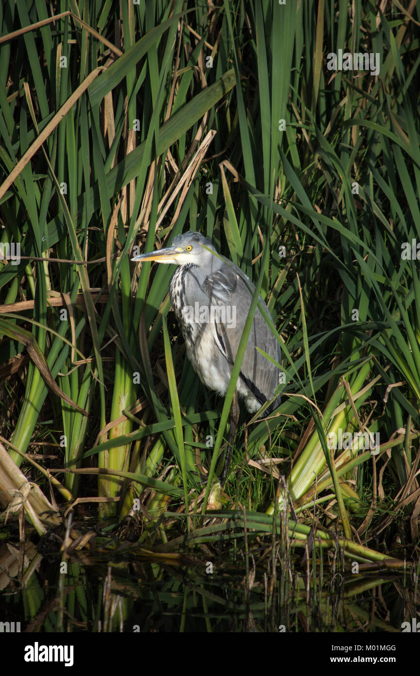 Grey heron ireland hi-res stock photography and images - Alamy