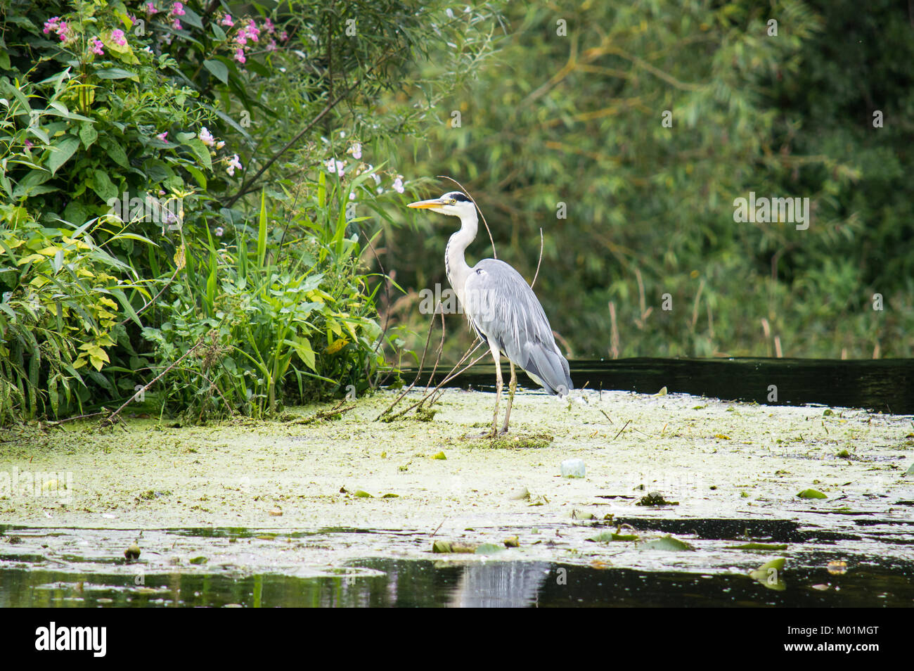 Grey heron ireland hi-res stock photography and images - Alamy