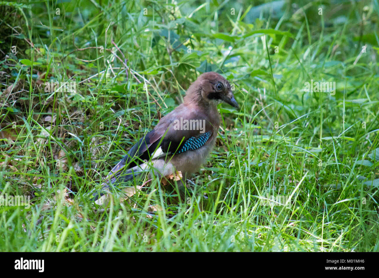 Juvenile jay hi-res stock photography and images - Alamy