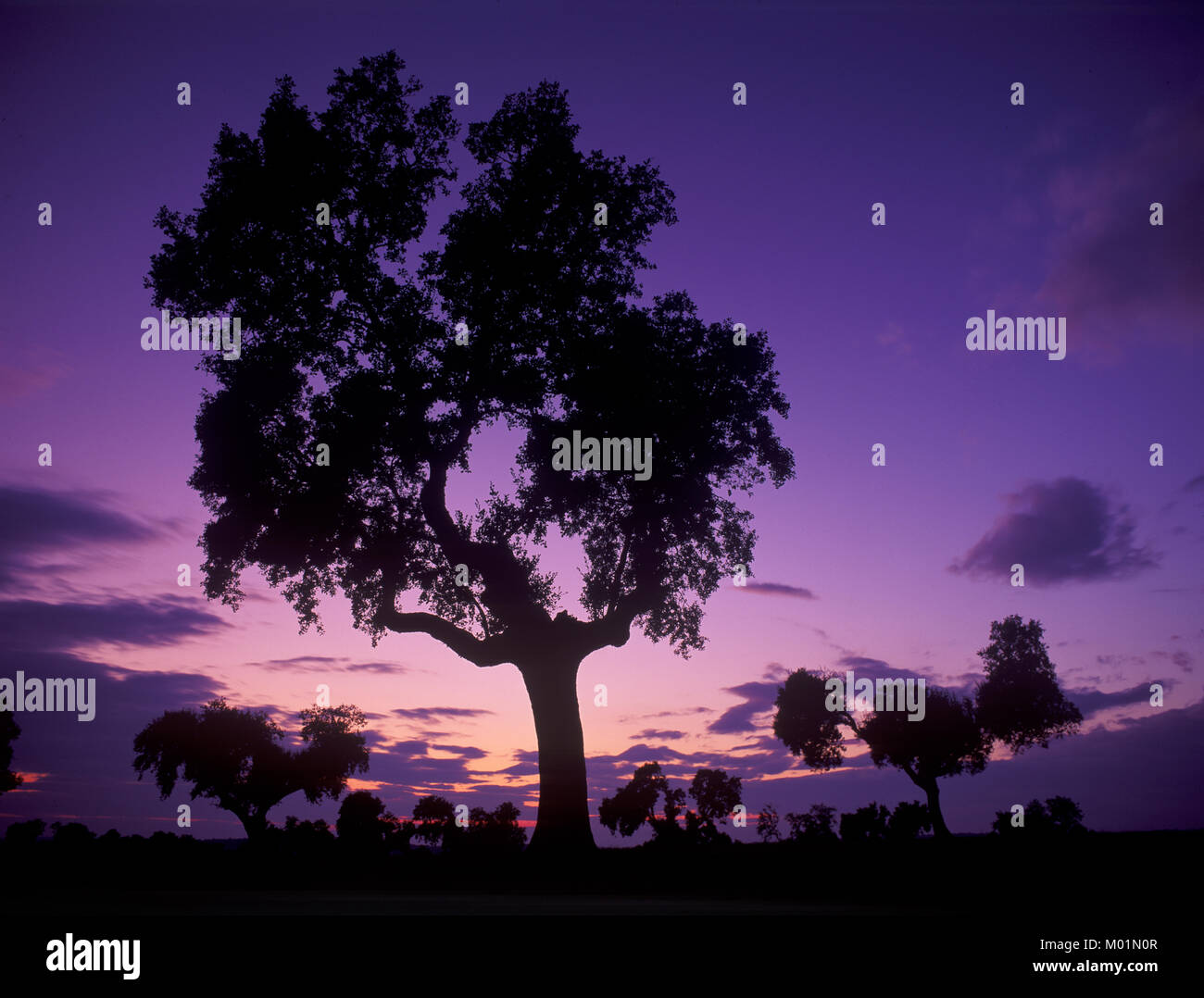 Imágenes de arboles en paisajes hi-res stock photography and images - Alamy