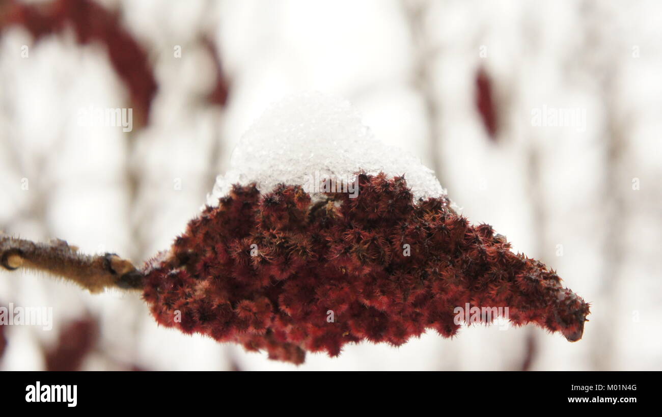 Frozen tree branch in the park with red flowers in the snow background ...