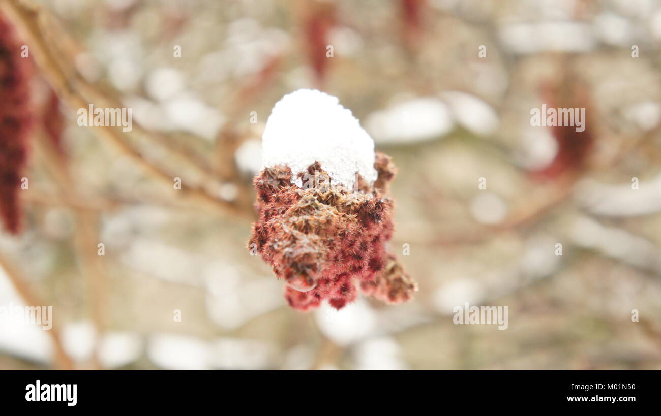 Frozen tree branch in the park with red flowers in the snow background ...