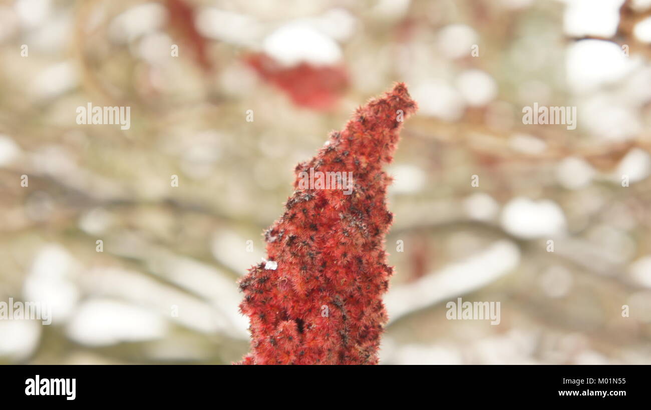 Frozen tree branch in the park with red flowers in the snow background ...