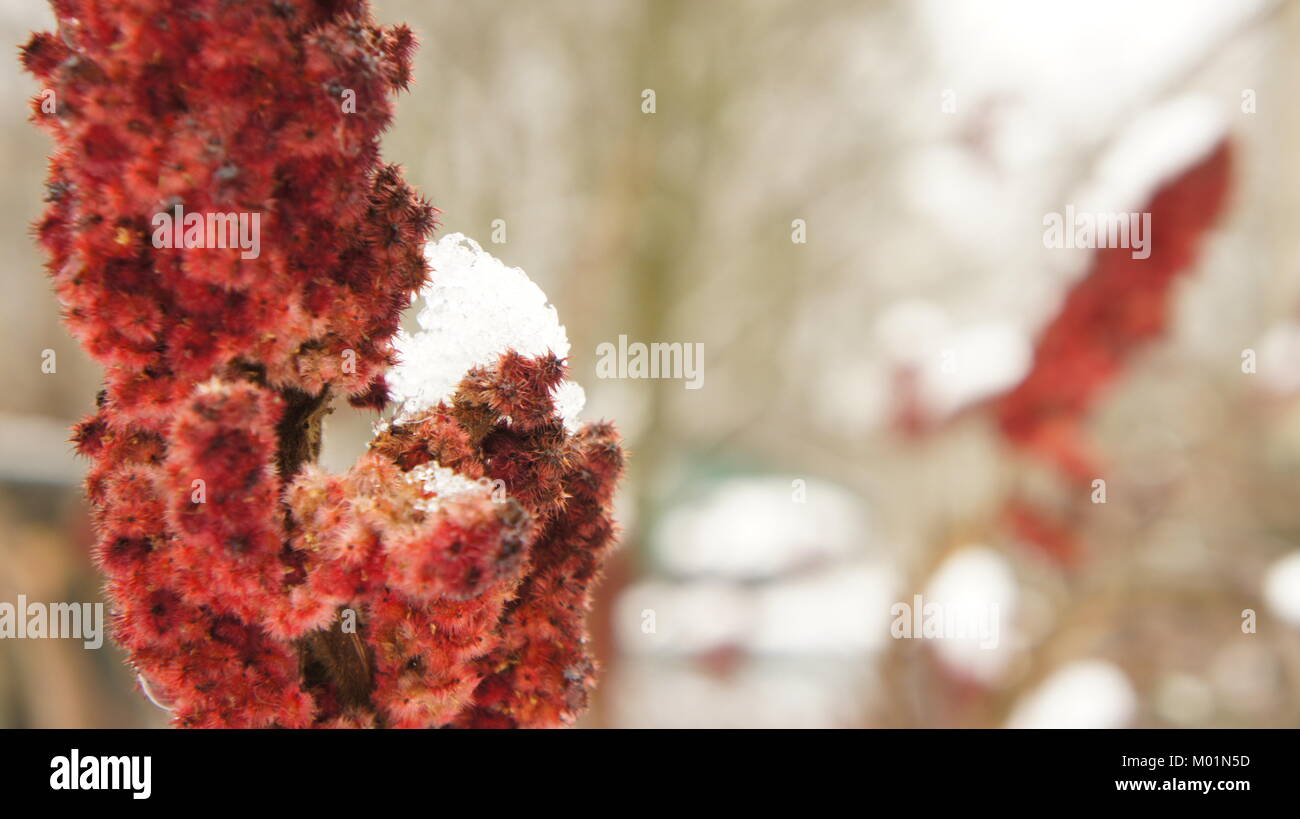 Frozen tree branch in the park with red flowers in the snow background ...