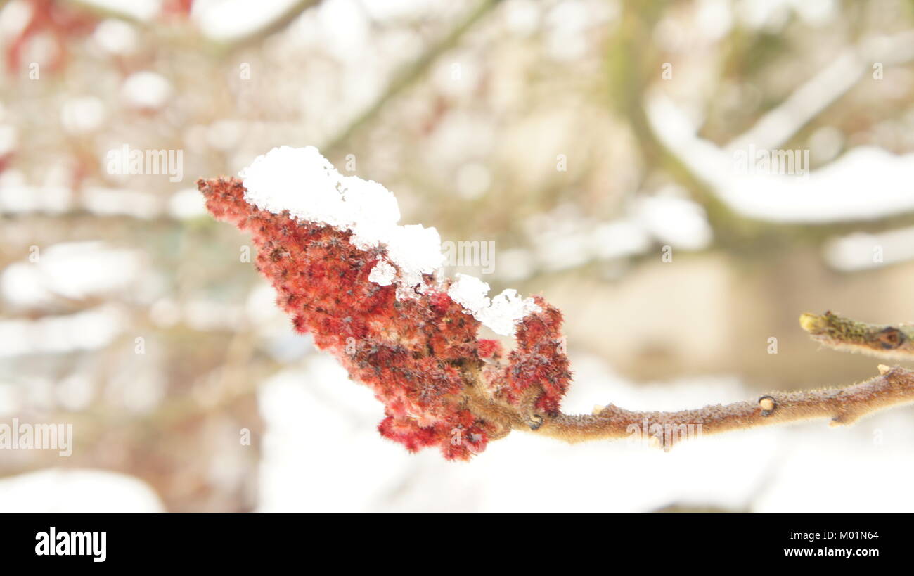 Frozen tree branch in the park with red flowers in the snow background ...