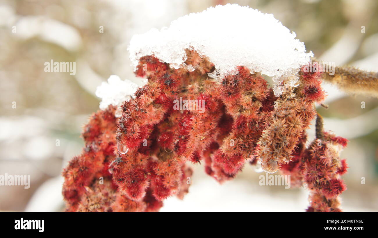 Frozen tree branch in the park with red flowers in the snow background ...