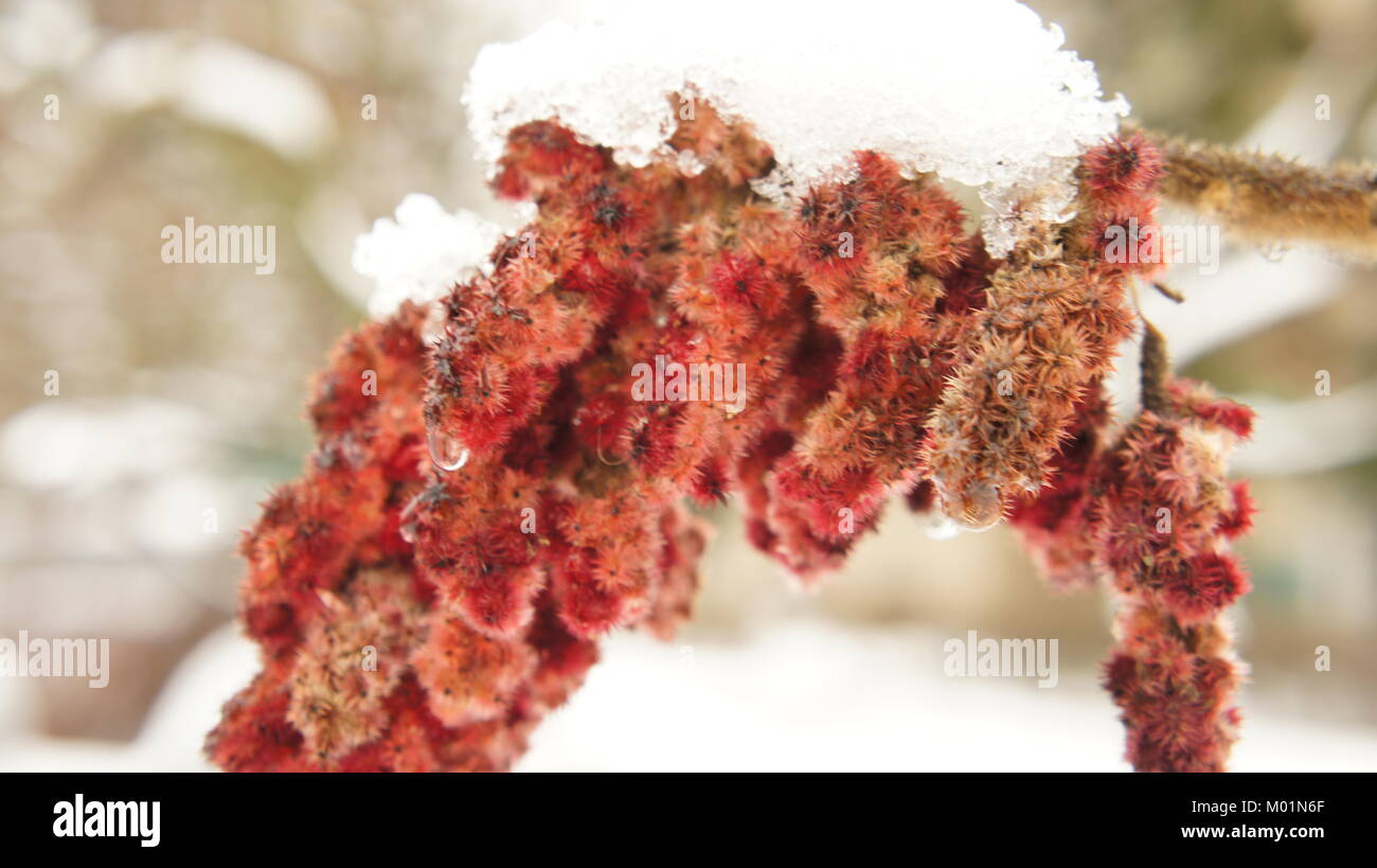 Frozen tree branch in the park with red flowers in the snow background ...