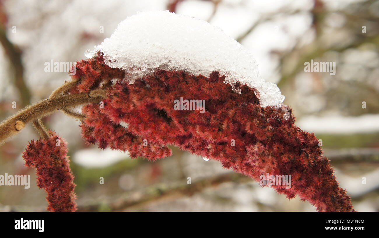 Frozen tree branch in the park with red flowers in the snow background ...