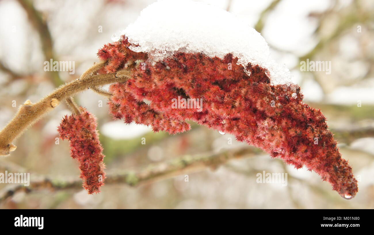 Frozen tree branch in the park with red flowers in the snow background ...