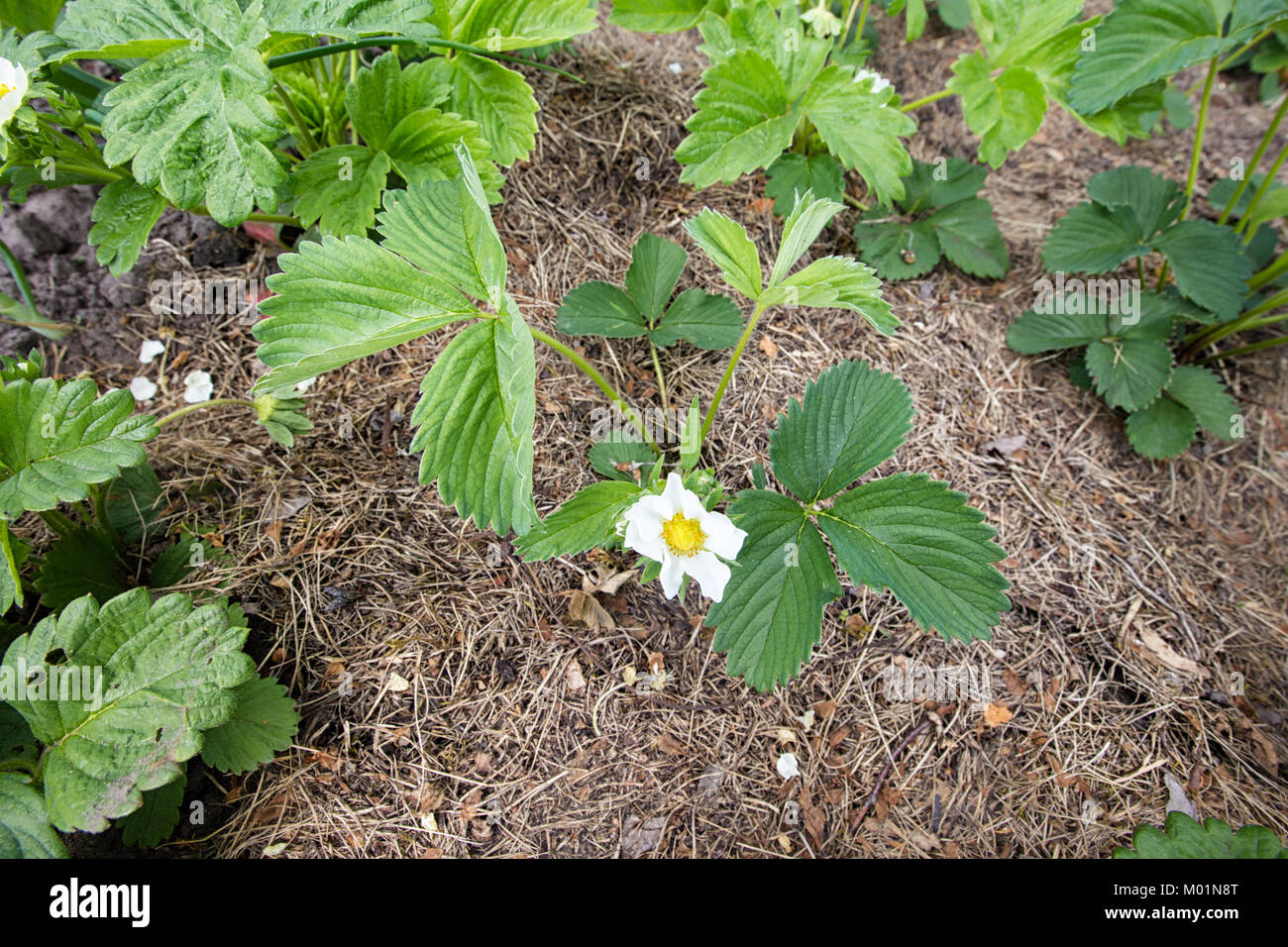 Strawberry bush blooming on the ground Stock Photo - Alamy