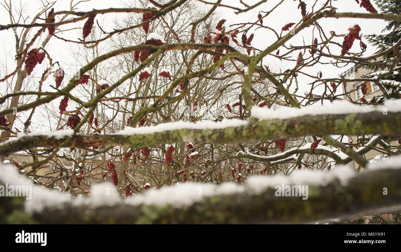 Frozen tree branch in the park with red flowers in the snow background ...