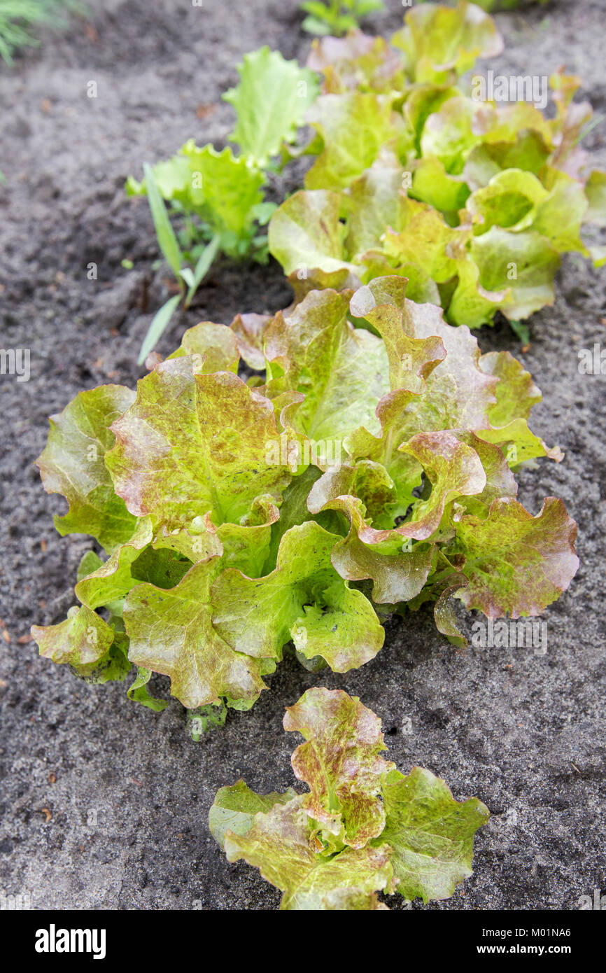lettuce in the garden, top view Stock Photo - Alamy