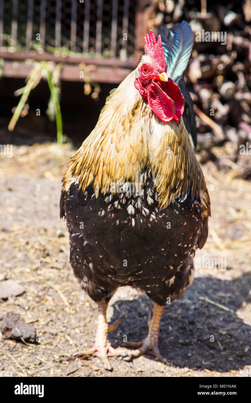 Rooster on the farm Stock Photo - Alamy