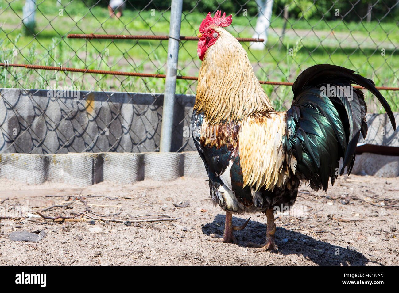 Young rooster on the farm. The farm is fenced Stock Photo - Alamy