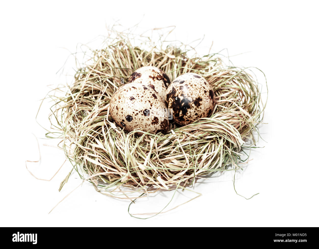 Quale eggs hi-res stock photography and images - Alamy