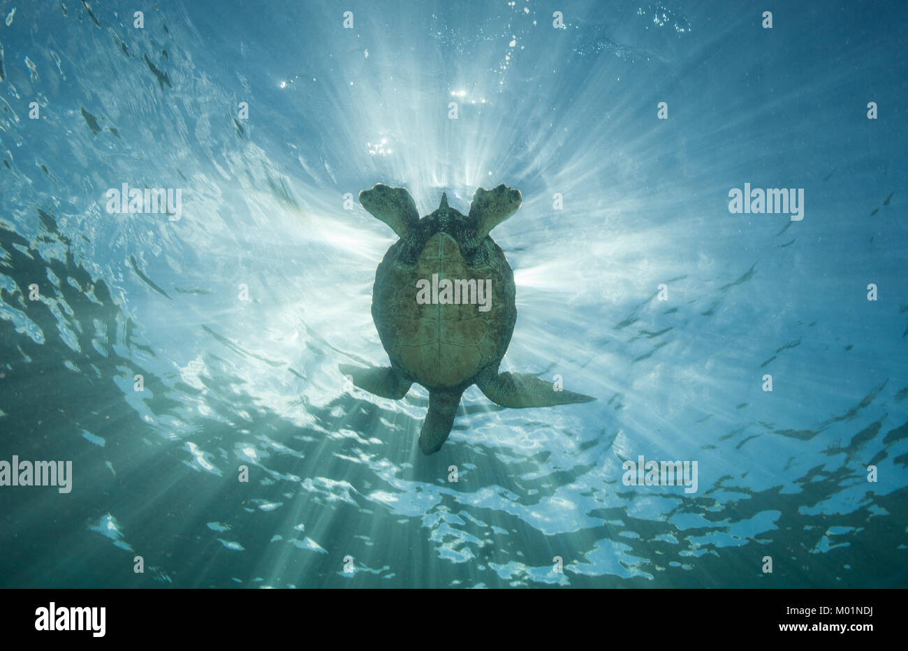 Sea Turtle swimming in clear blue ocean Underwater Stock Photo - Alamy
