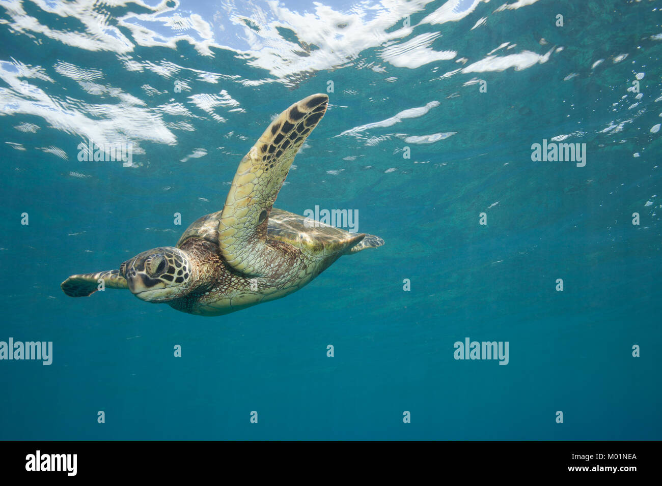Sea Turtle swimming in clear blue ocean Underwater Stock Photo - Alamy