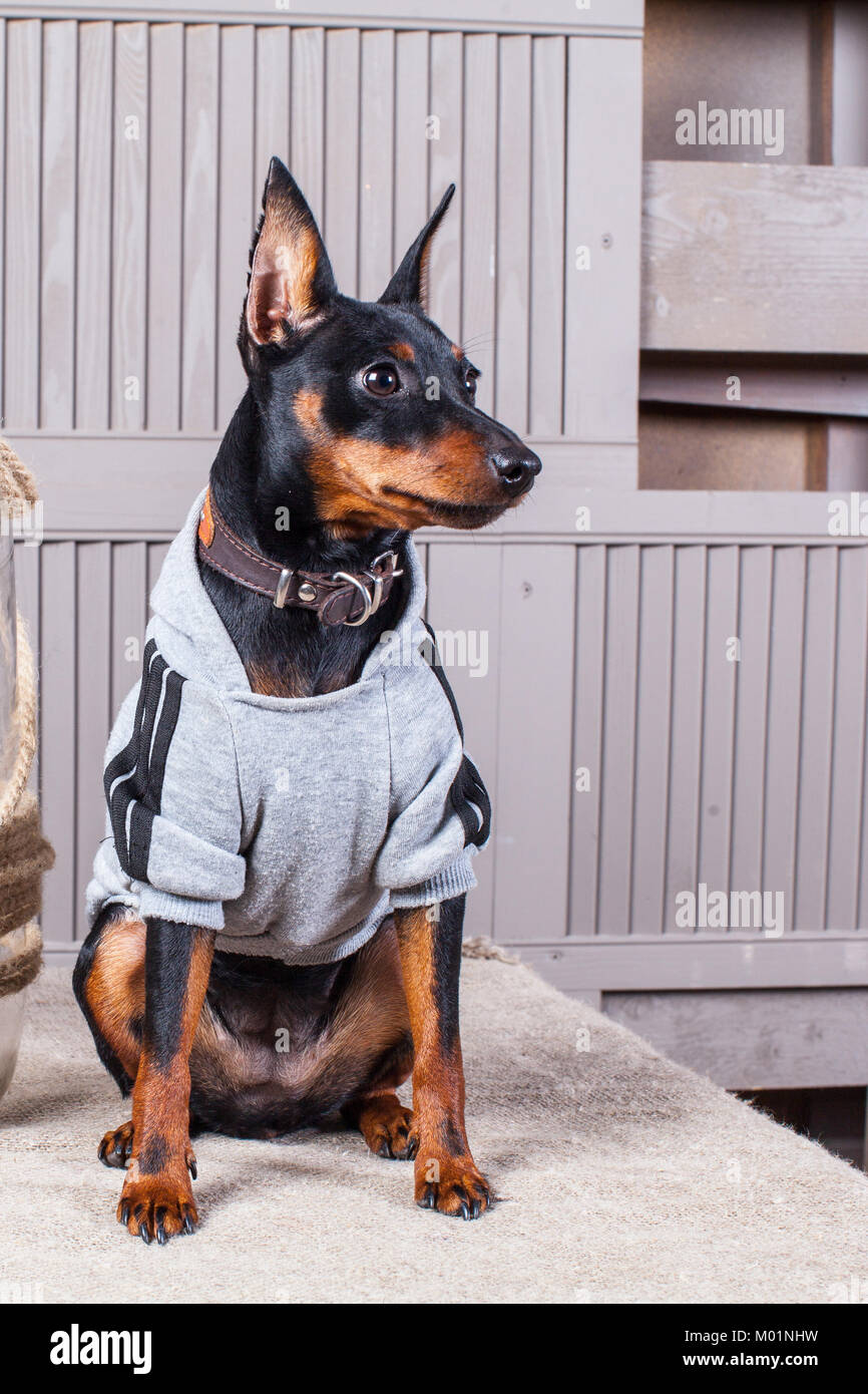 Are Dobermans Good With Small Dogs