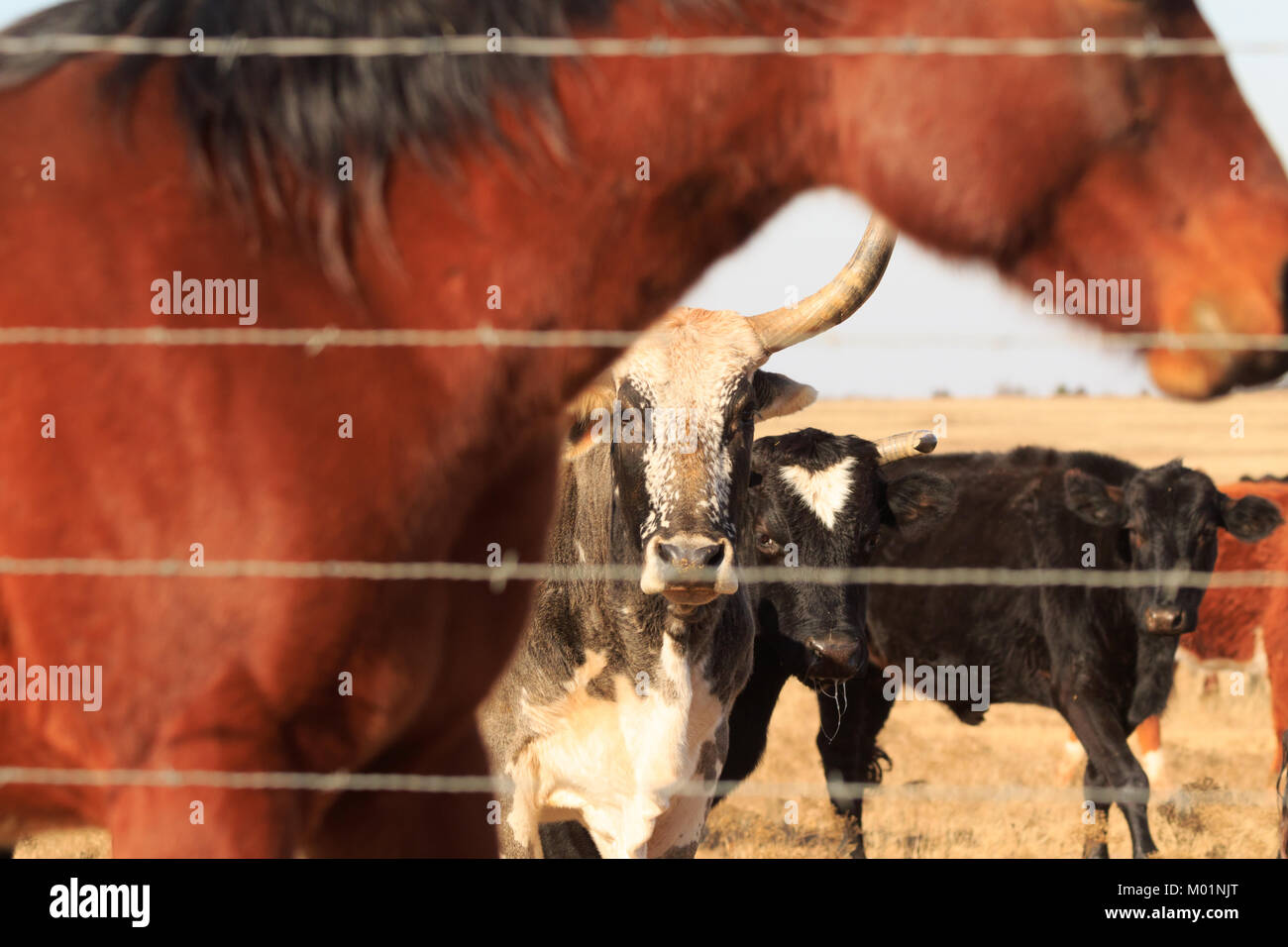 Oklahoma cattle hi-res stock photography and images - Alamy