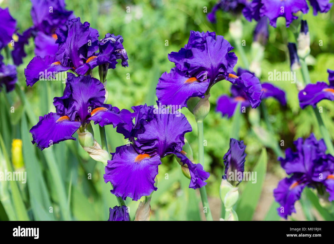 Iris garden hi-res stock photography and images - Alamy