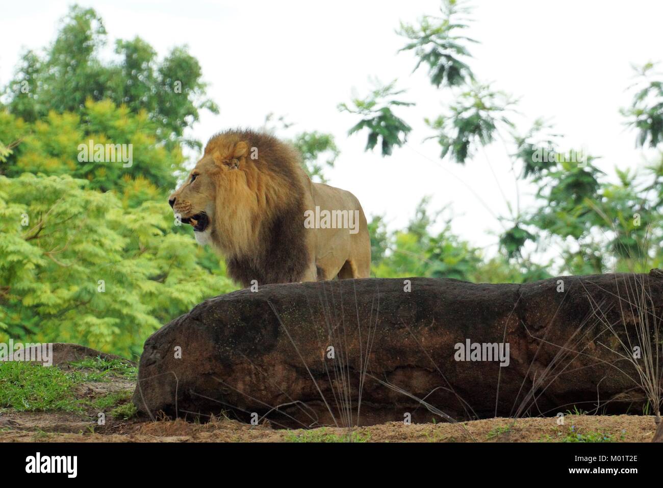 Disney safari lion hi-res stock photography and images - Alamy