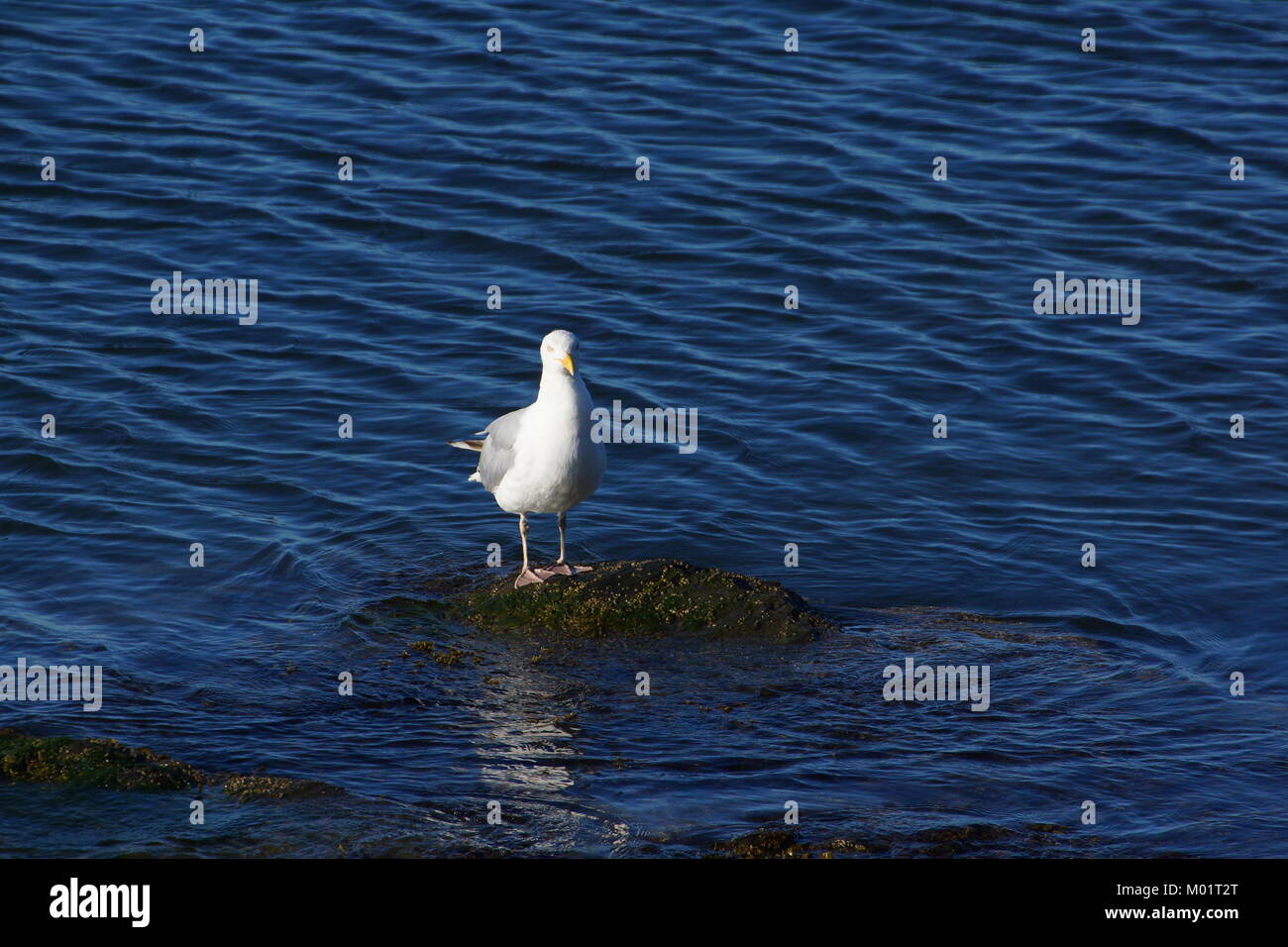 Ct shoreline hi-res stock photography and images - Alamy